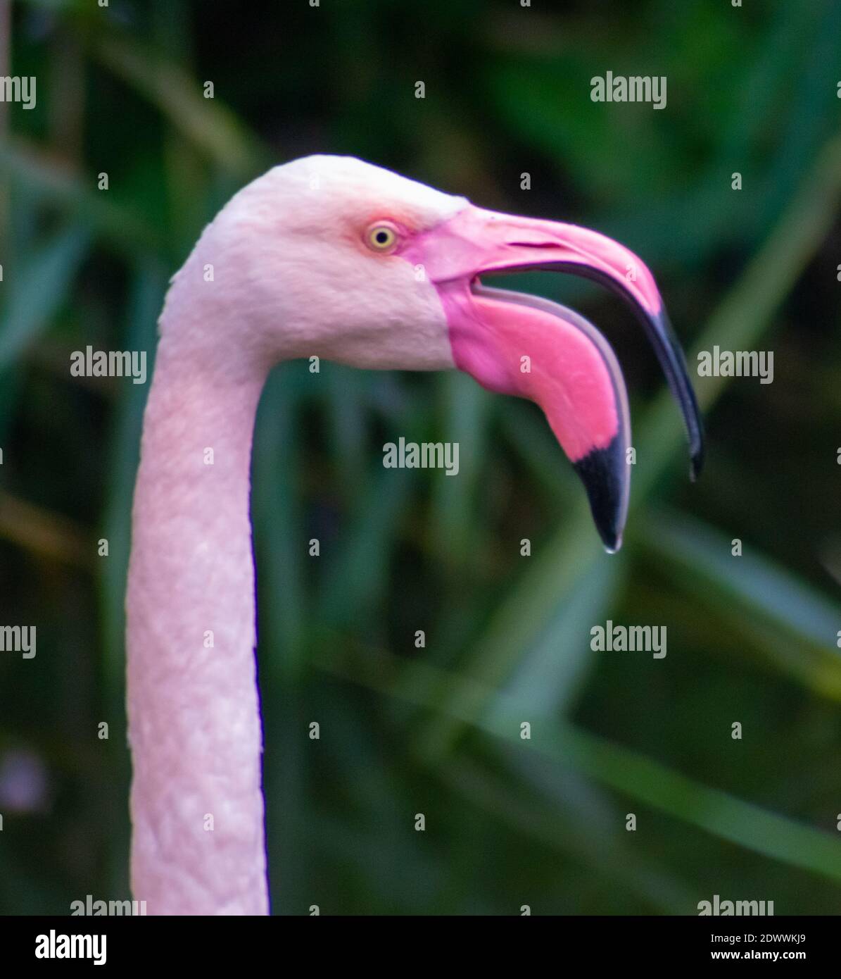 Pink Flamingo Head Stock Photo - Alamy