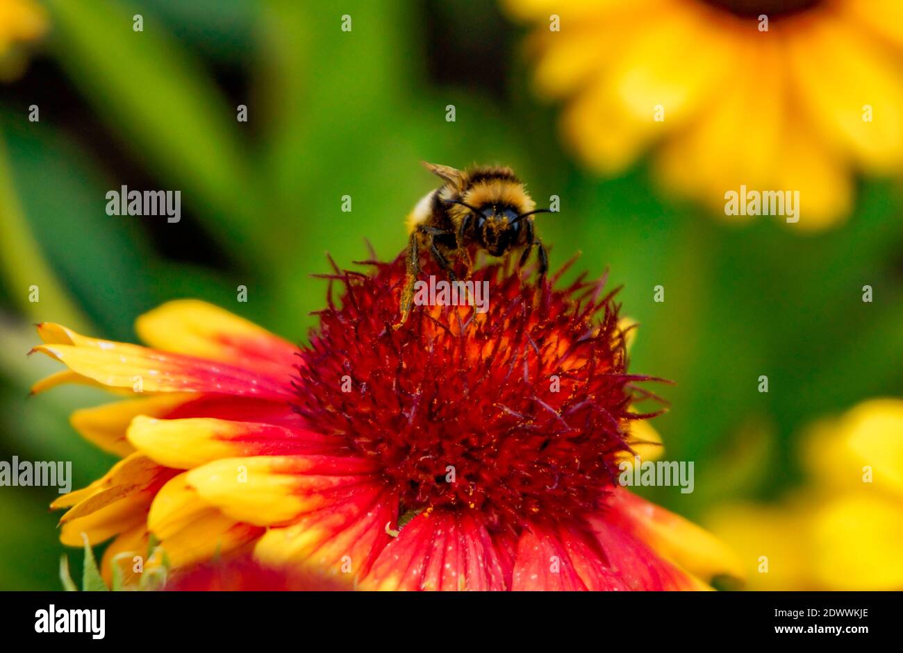 Honeycomb Honeybee Pollen Nectar High Resolution Stock Photography and ...