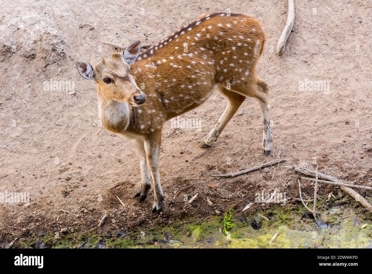 A young potted deer without antlers in the Nehru Zoological Park in ...
