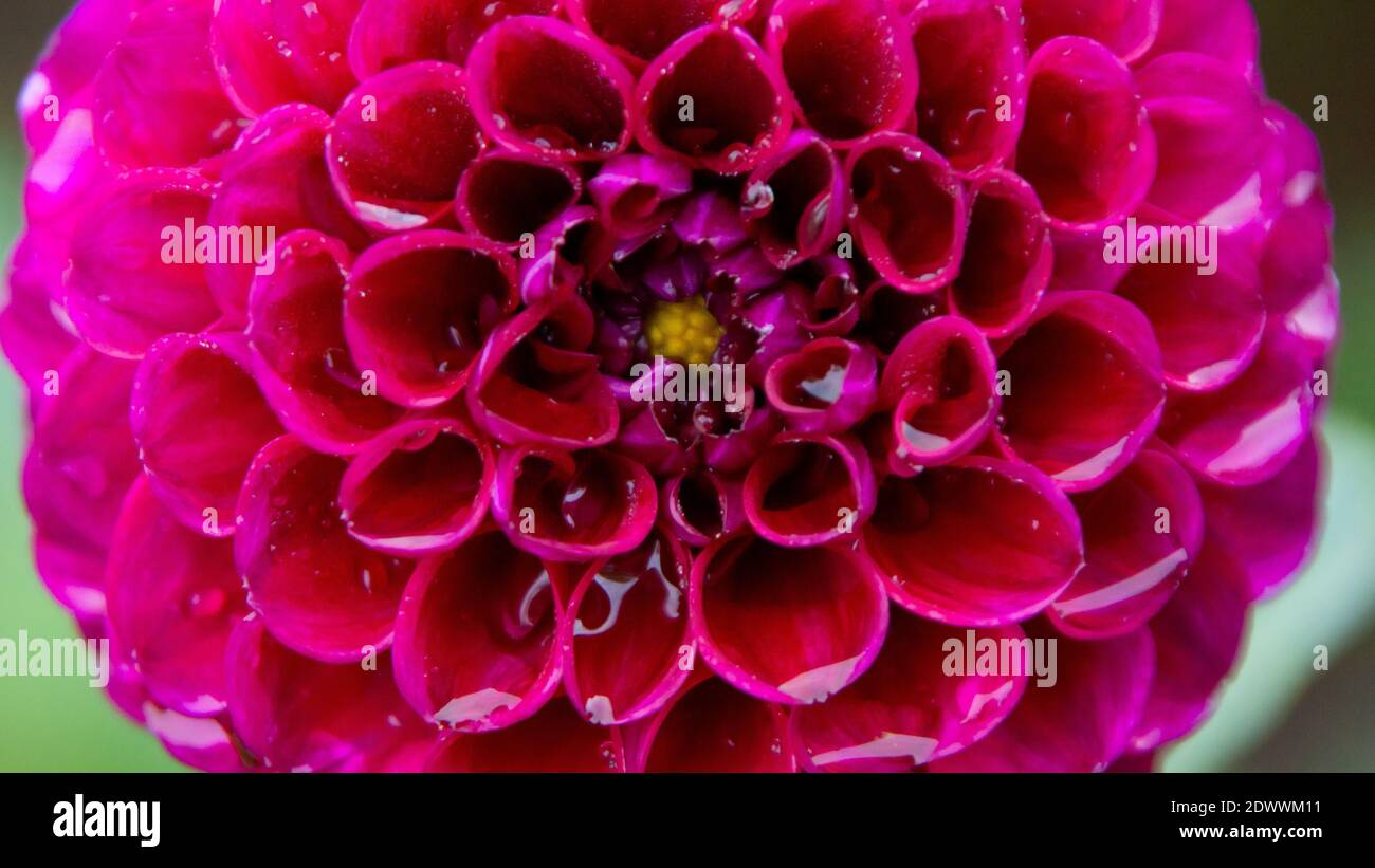 Petal arrangements hi-res stock photography and images - Alamy