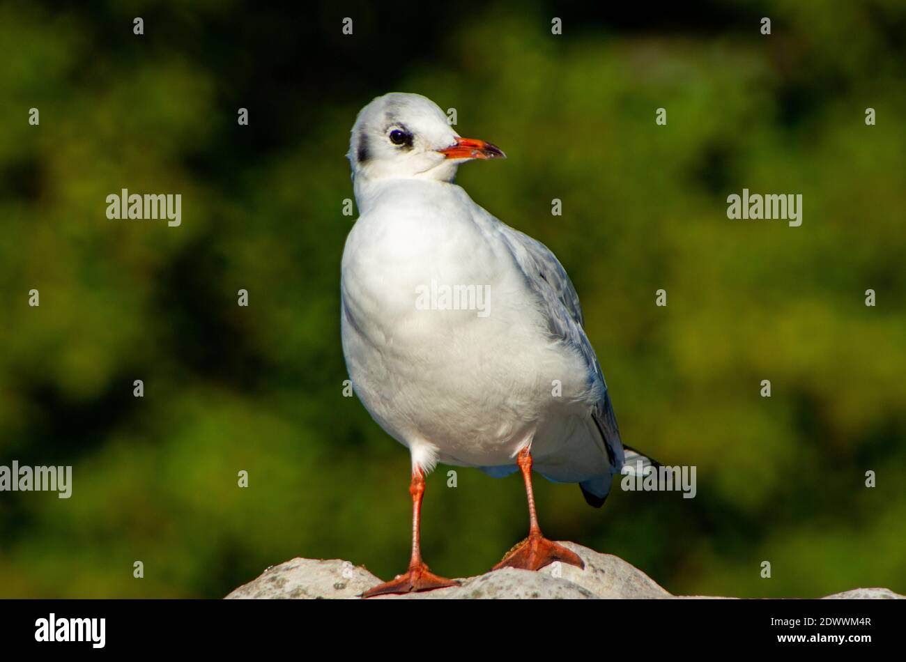 Small seagull feather hi-res stock photography and images - Alamy