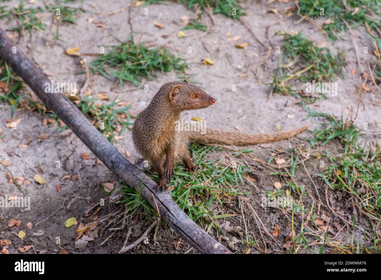 Indian rat snake hi-res stock photography and images - Alamy