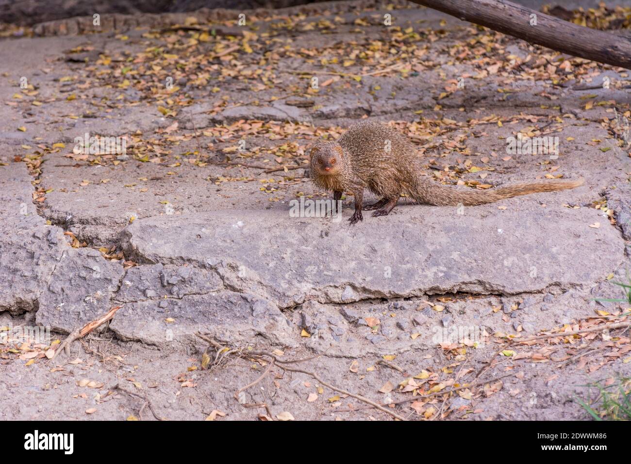 Indian grey mongoose attack hi-res stock photography and images - Alamy