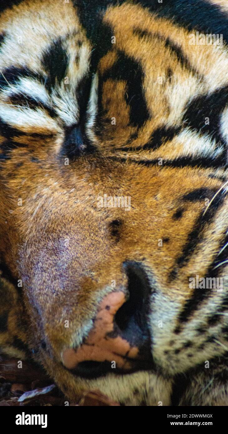 Angry tiger face hi-res stock photography and images - Alamy
