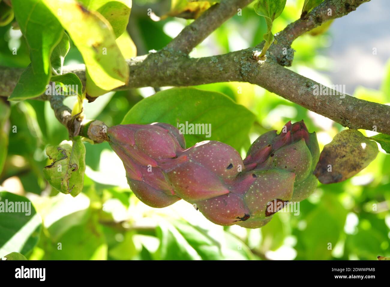 Magnolia seed pod hi-res stock photography and images - Alamy