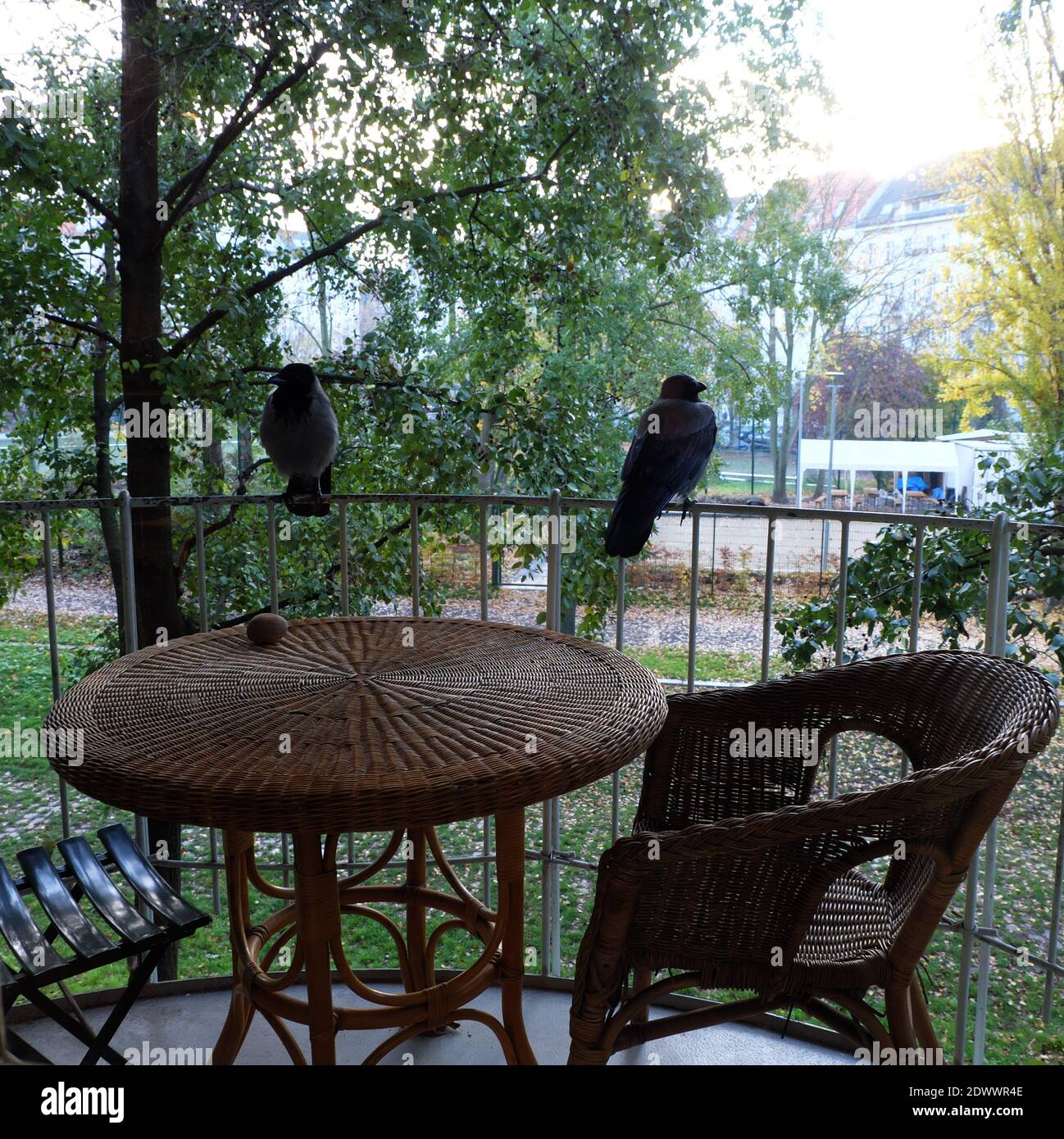 Crows on a Berlin balcony Stock Photo - Alamy