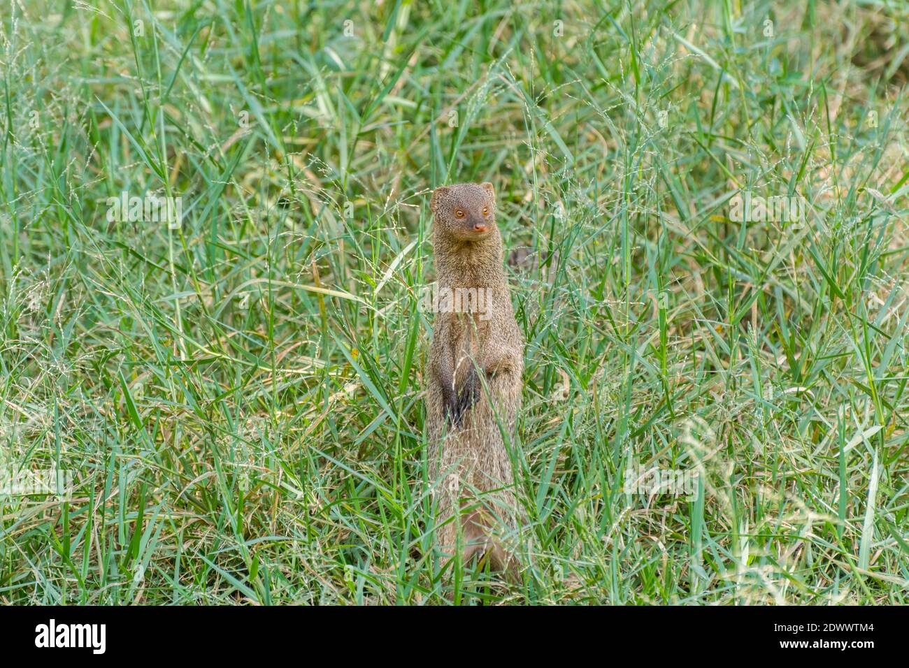 A gray Indian mongoose standing up and looking for food in the meadow ...