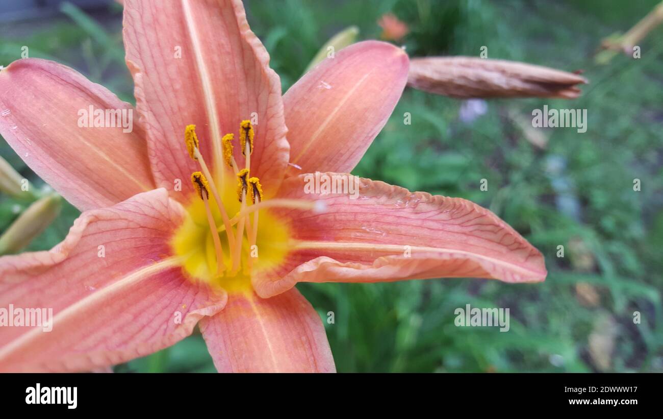 Lily apple tree hi-res stock photography and images - Alamy