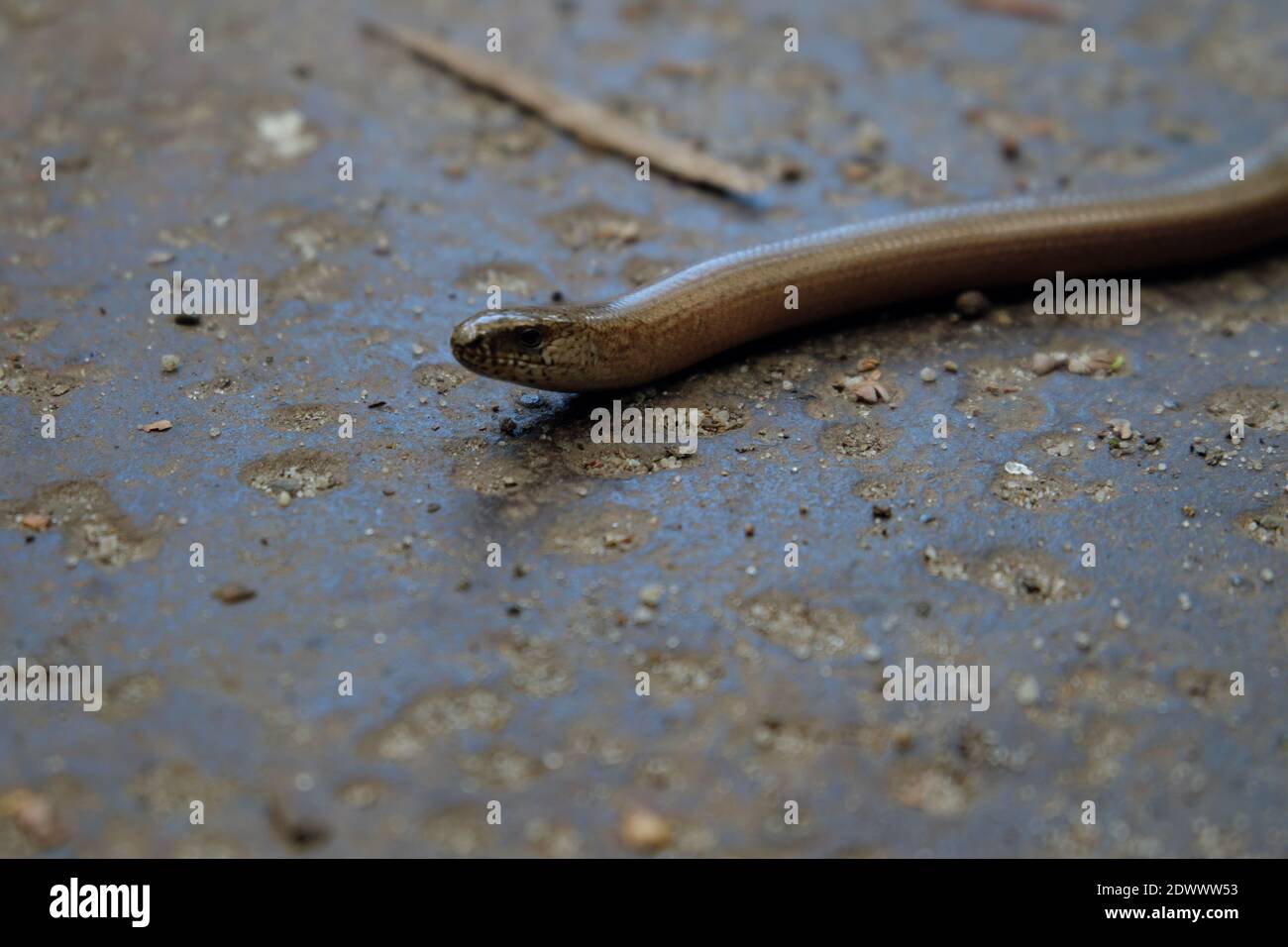 Slowworm -Anguis fragilis Stock Photo - Alamy