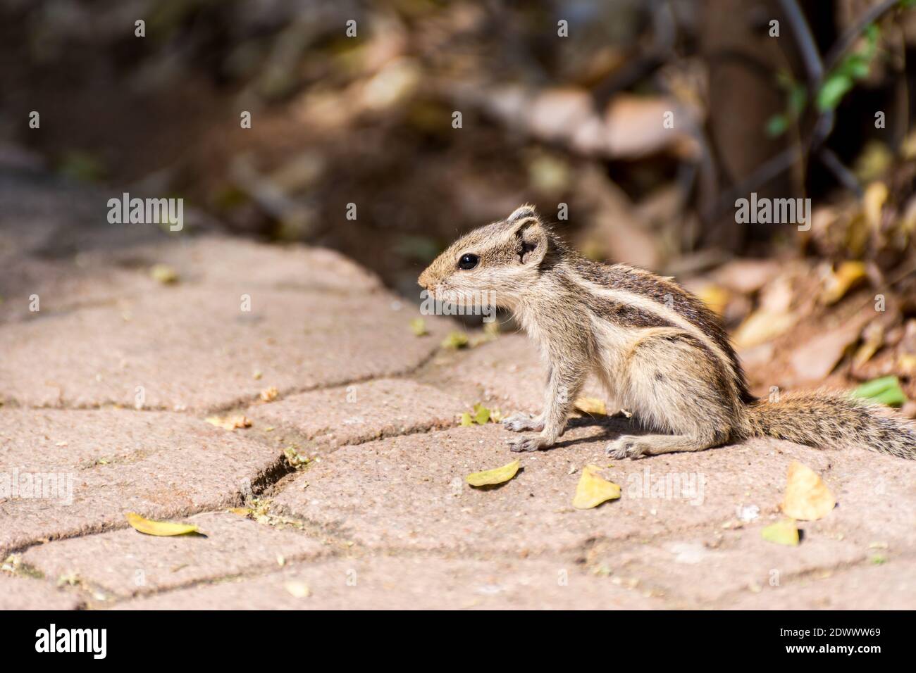 A cute chipmunk under sunlight in the Nehru Zoological Park, Hyderabad ...