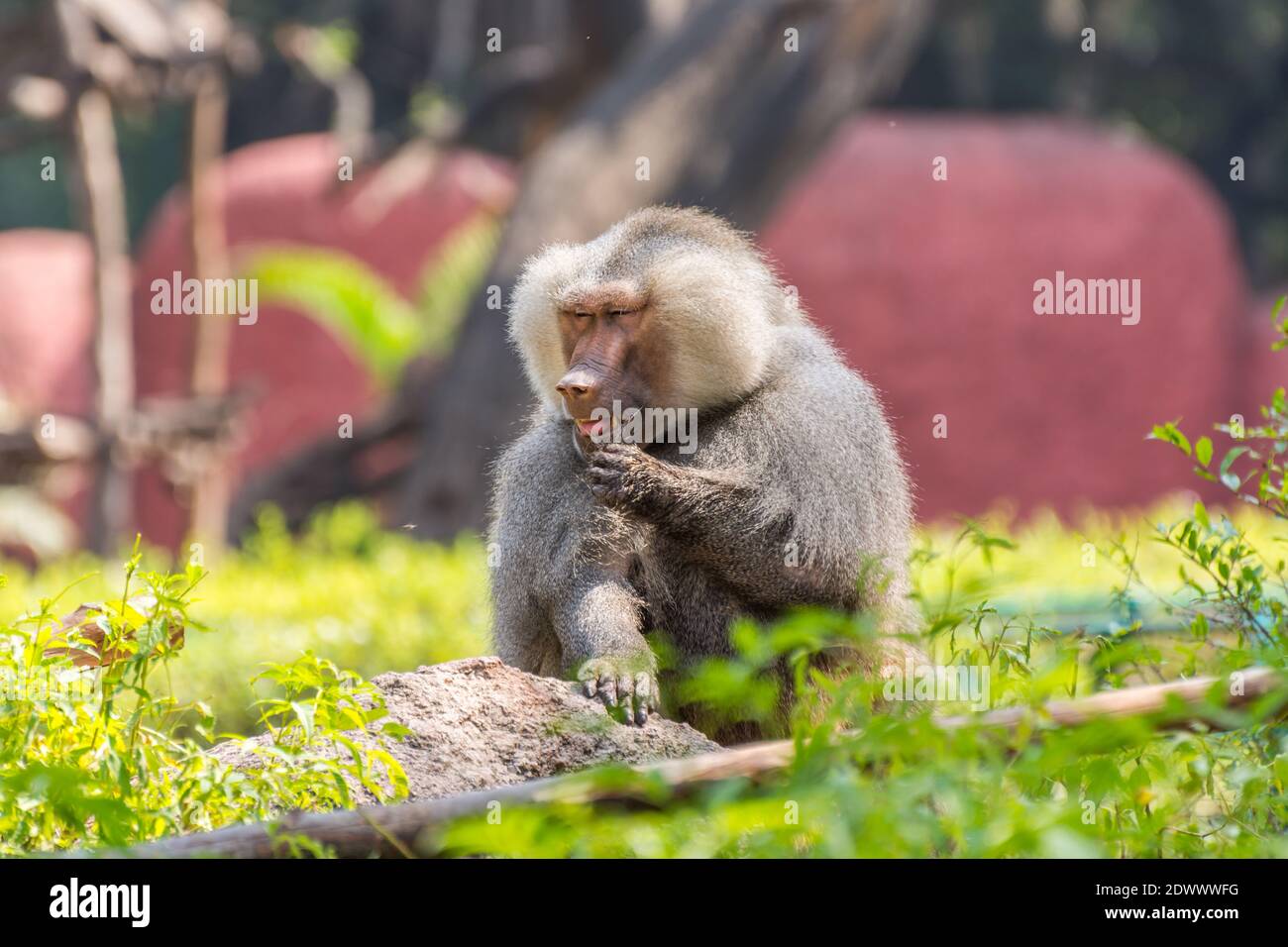 An adult male hamadryas baboon sitting on rock in the Nehru Zoological ...