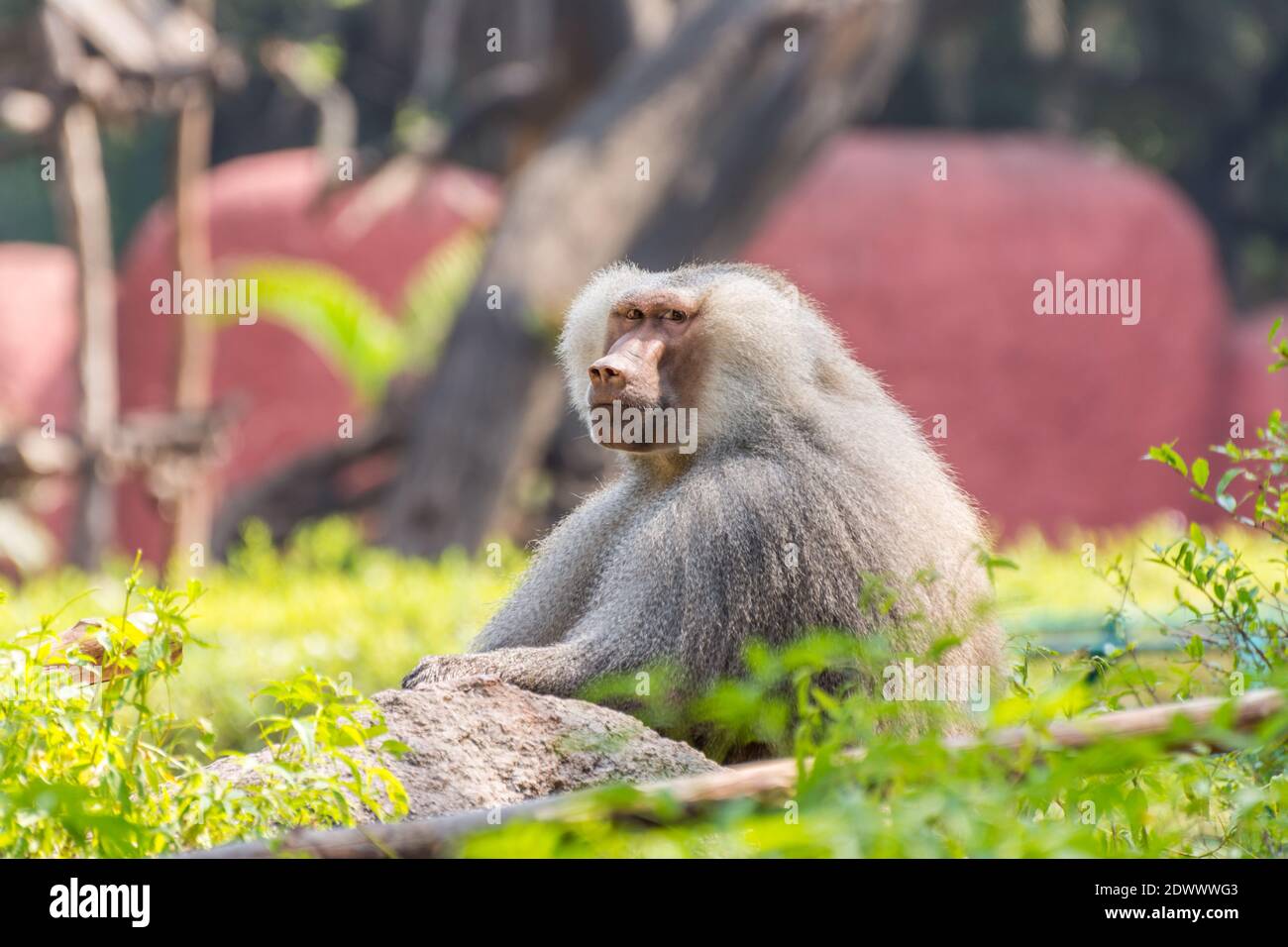 An adult male hamadryas baboon sitting on rock in the Nehru Zoological ...