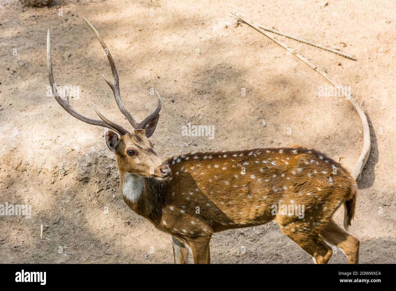 A spotted deer buck with antler at a nature reserve area in Nehru ...
