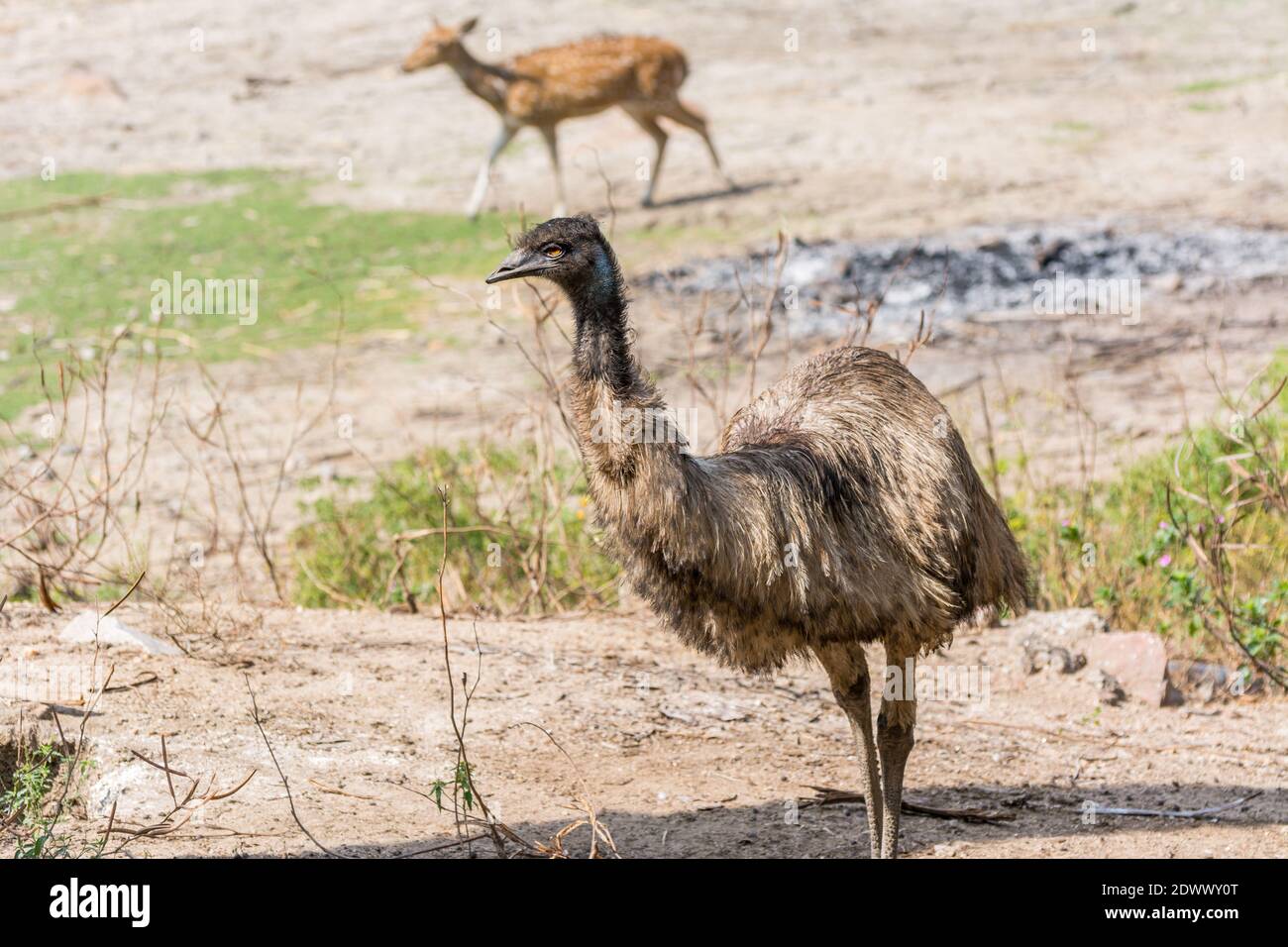 Emu running australia hi-res stock photography and images - Alamy