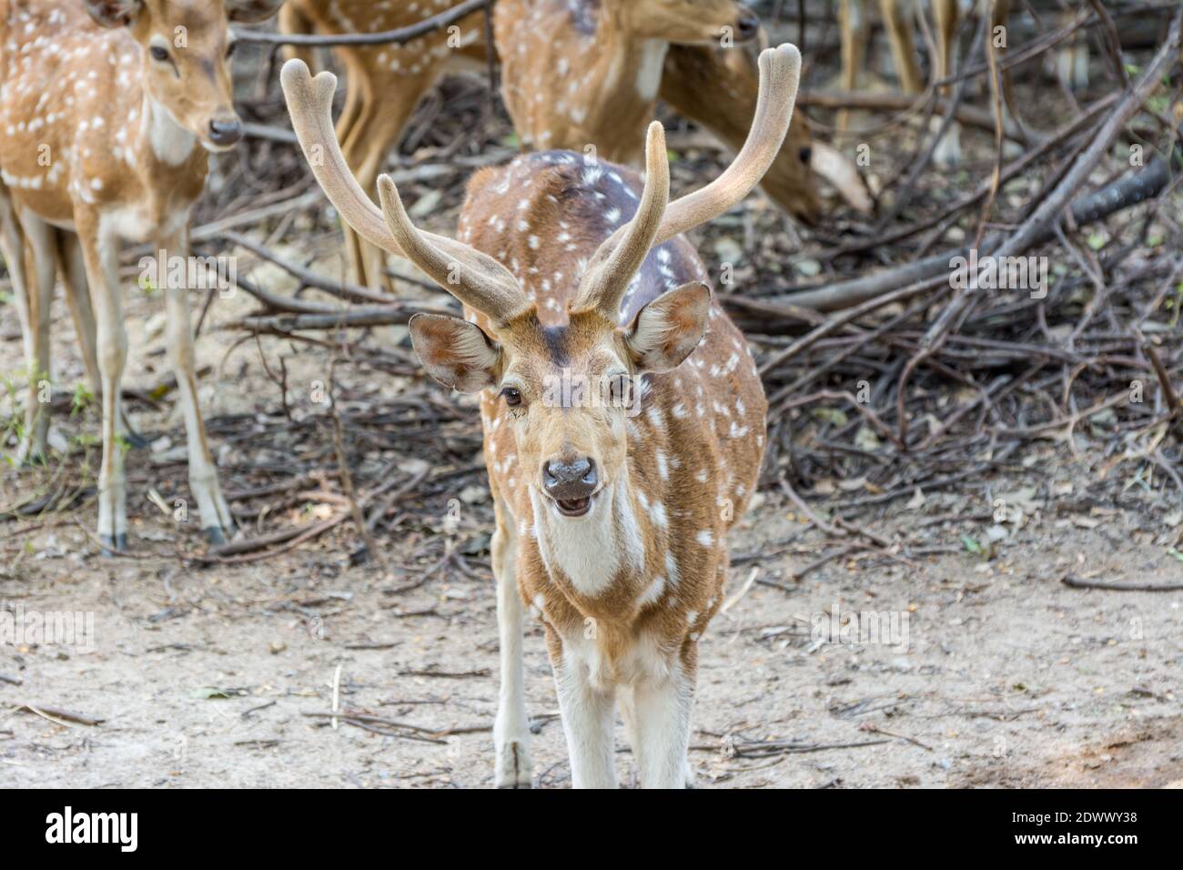 Portrait of spotted deer buck with antler in the Nehru Zoological Park ...