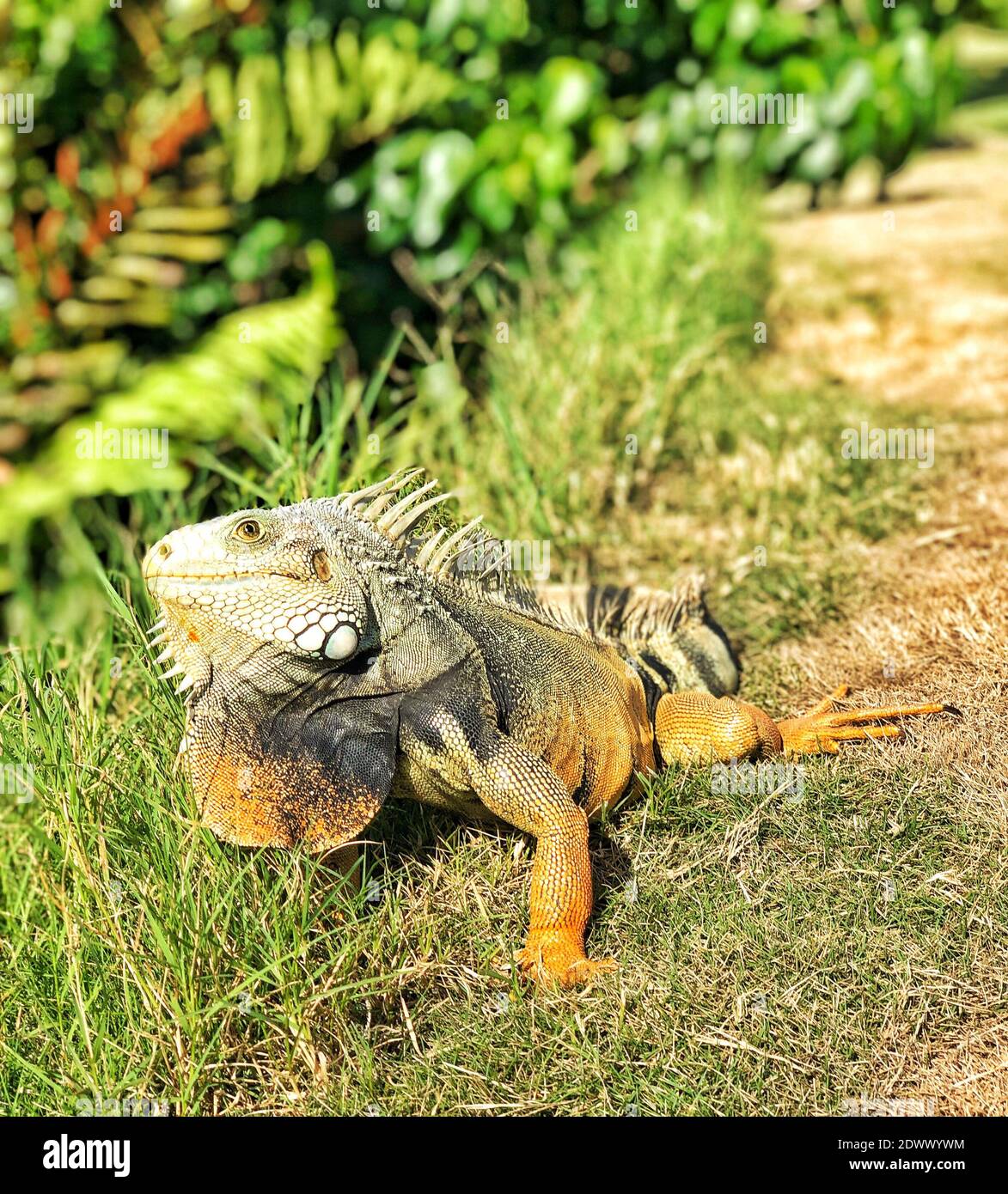 Iguana green puerto rico hi-res stock photography and images - Alamy