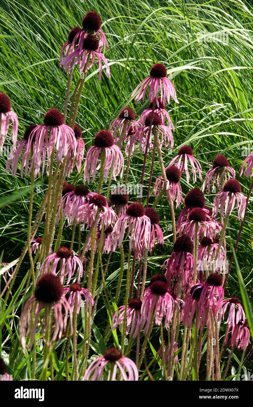 Echinacea pallida coneflower Stock Photo - Alamy