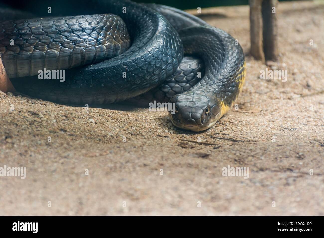 Black and yellow king cobra snake clawing in the zoo in Nehru ...