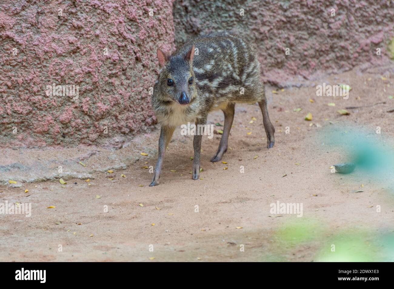 Chevrotain fawn hi-res stock photography and images - Alamy
