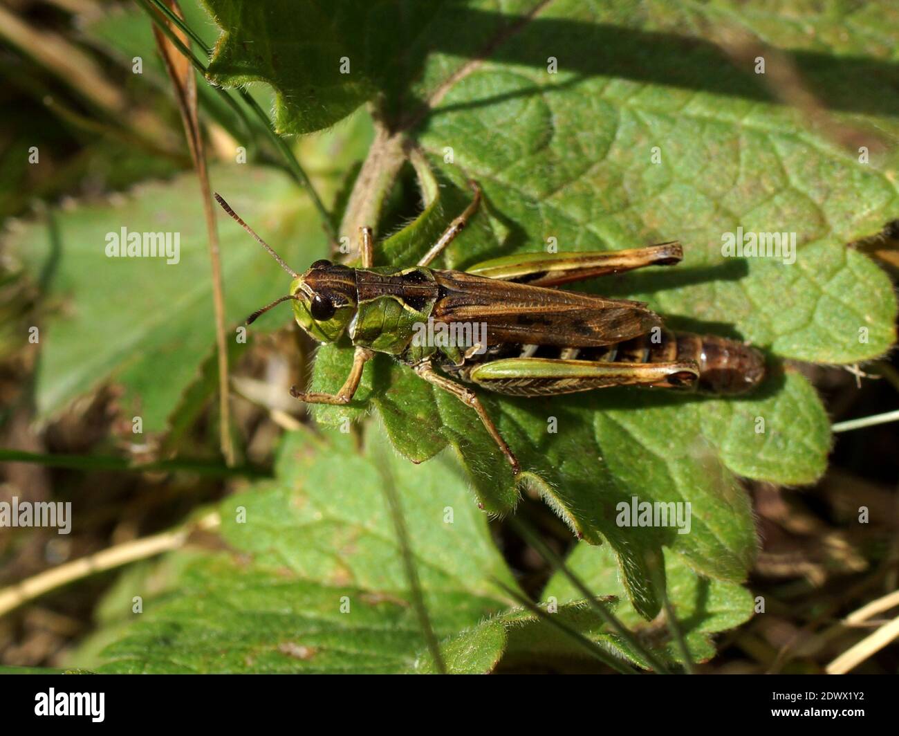 Agricultural pest hi-res stock photography and images - Alamy