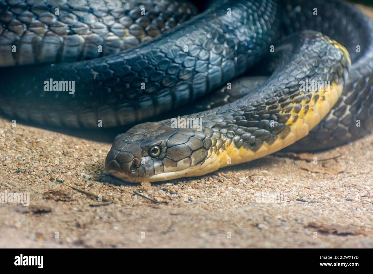 Black and yellow king cobra snake clawing in the zoo in Nehru ...
