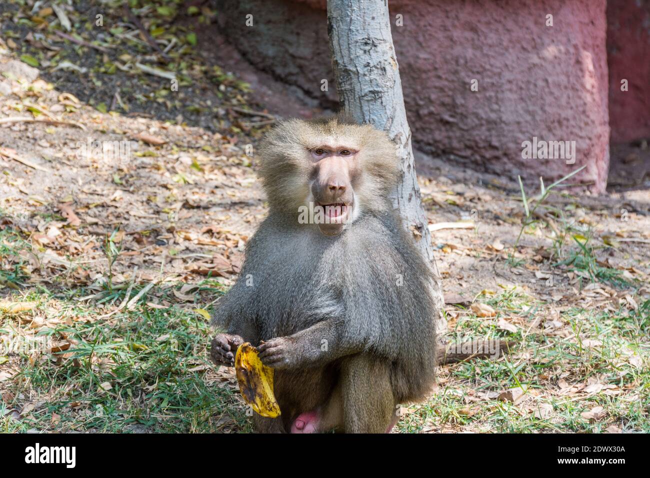 Portrait of a hungry adult male hamadryas baboon in the Nehru ...