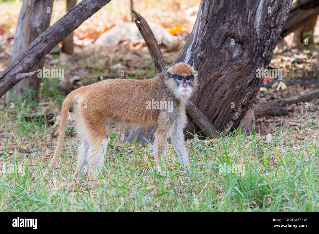 Fruit monkey orange africa hi-res stock photography and images - Alamy