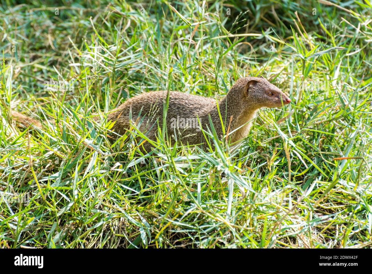 Indian mongoose snake hi-res stock photography and images - Alamy