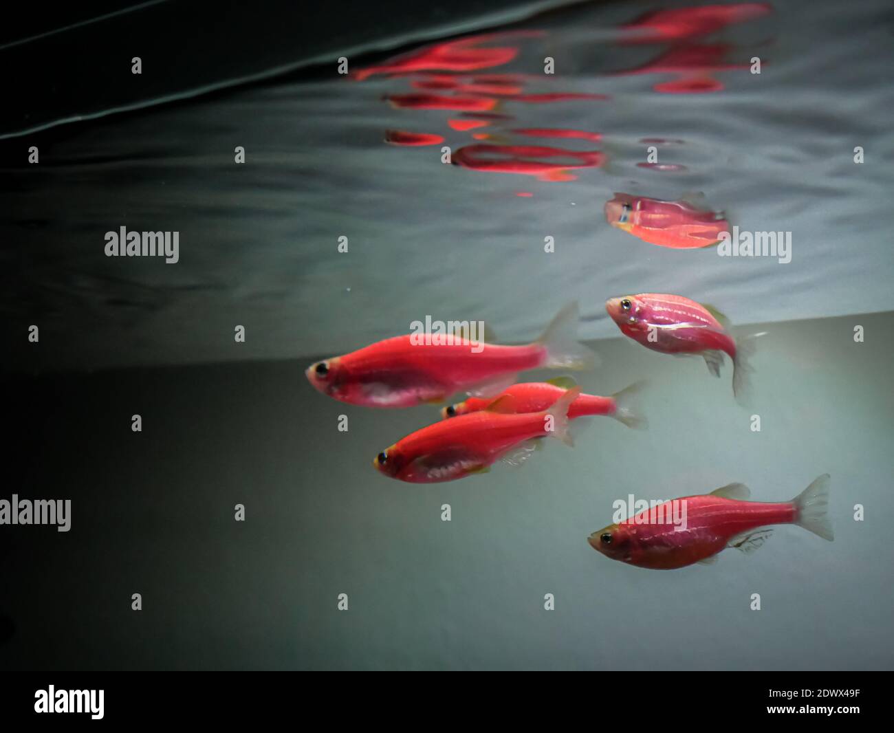 Danio Fish High Resolution Stock Photography and Images - Alamy