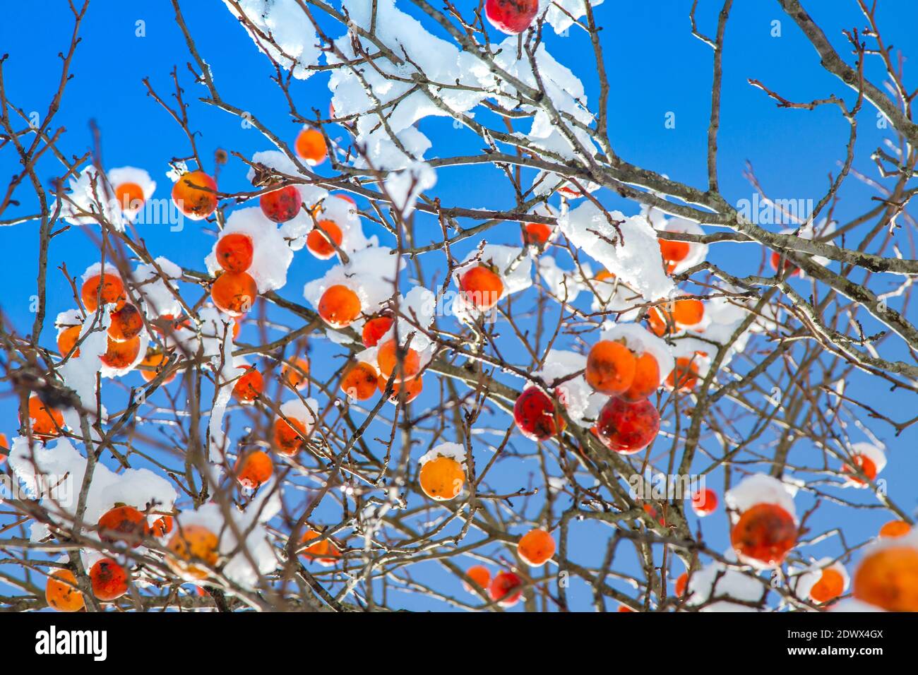 Fruit on the snow hi-res stock photography and images - Alamy