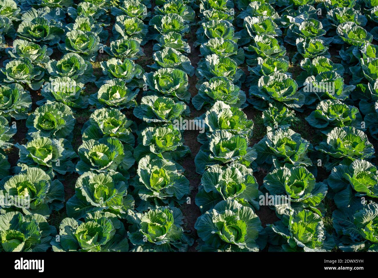 View of freshly organic cabbage in field Stock Photo - Alamy
