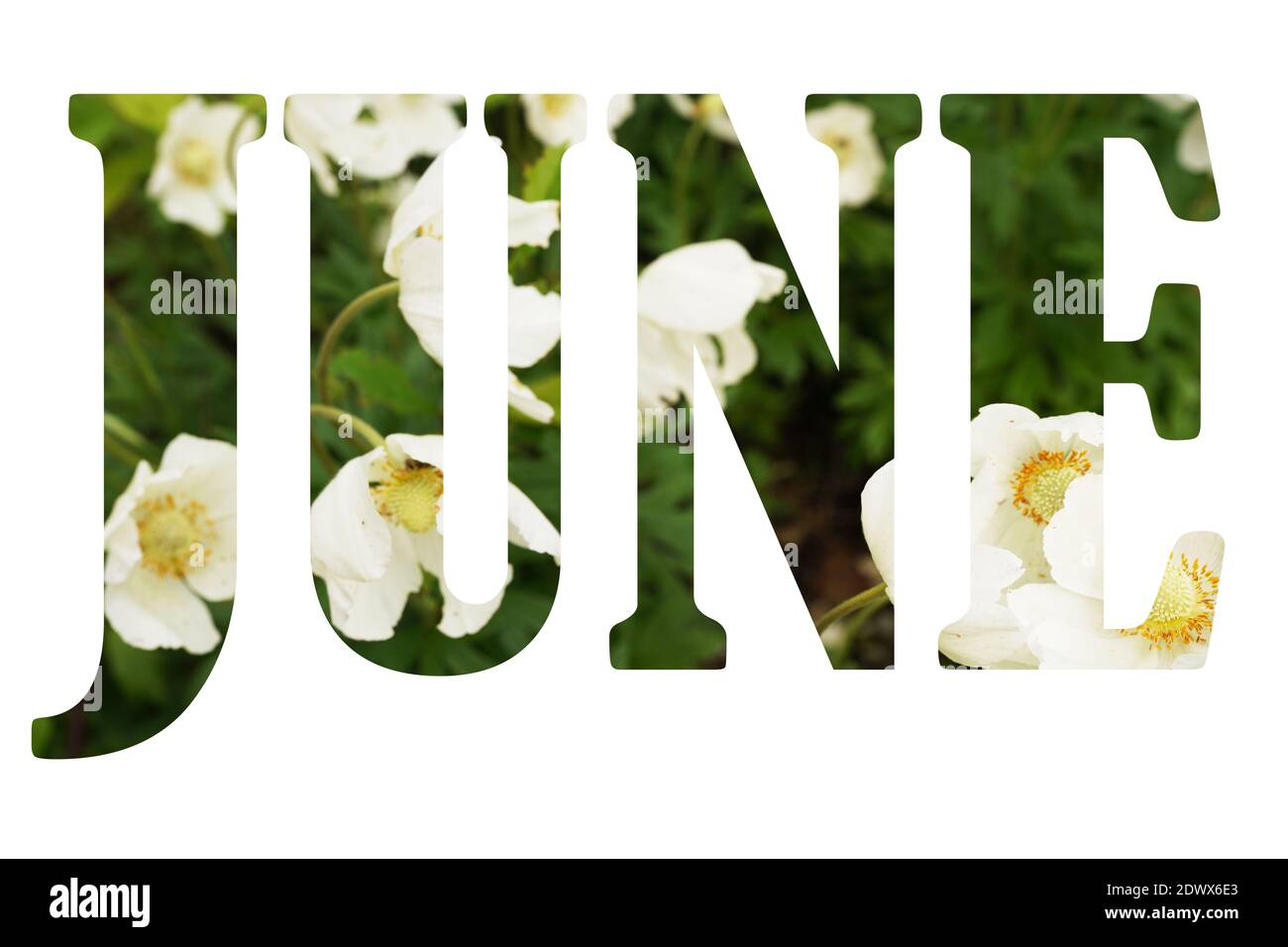 Summer flower greeting banner Cut Out Stock Images & Pictures - Alamy