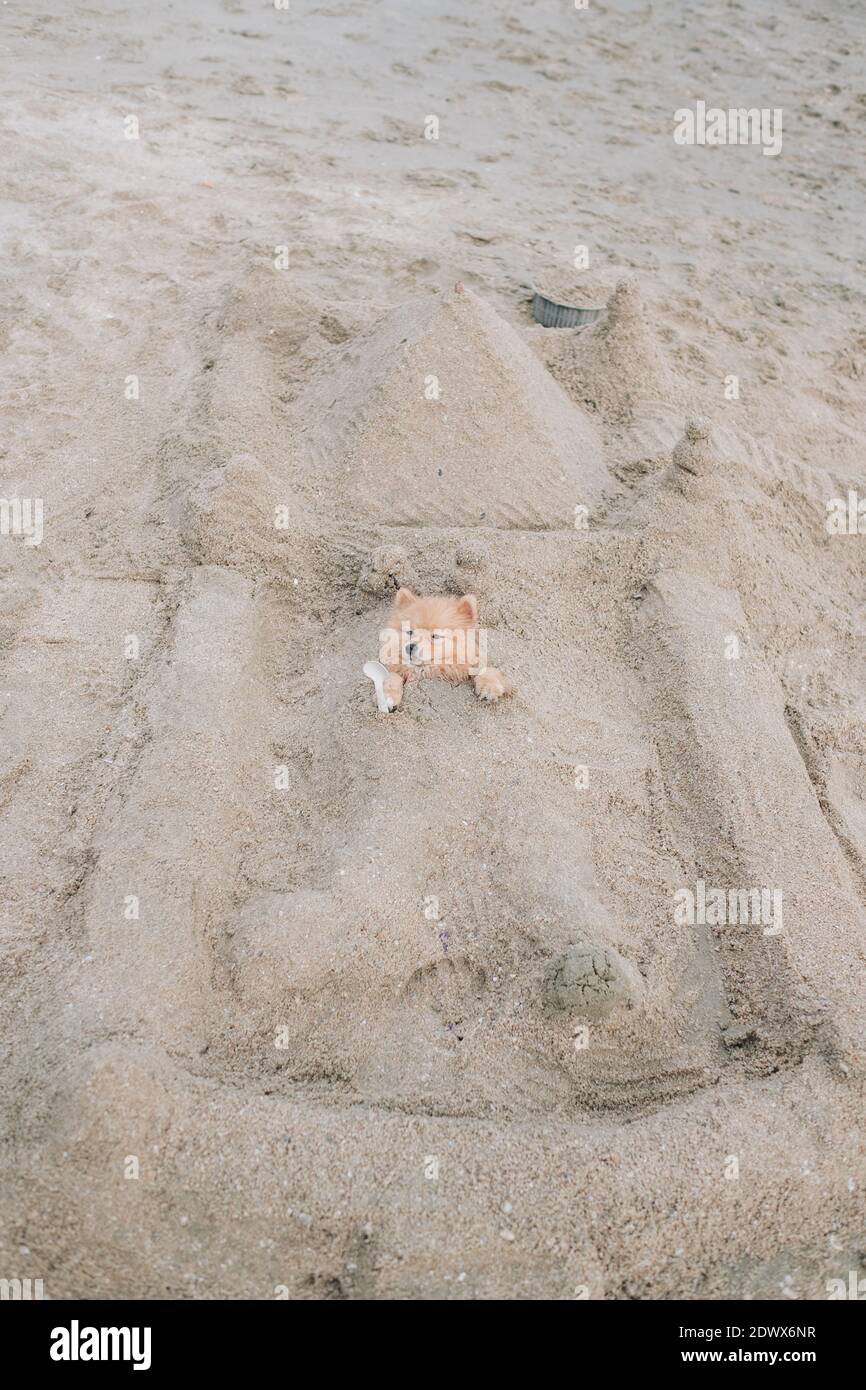 Dog buried in sand High Resolution Stock Photography and Images - Alamy