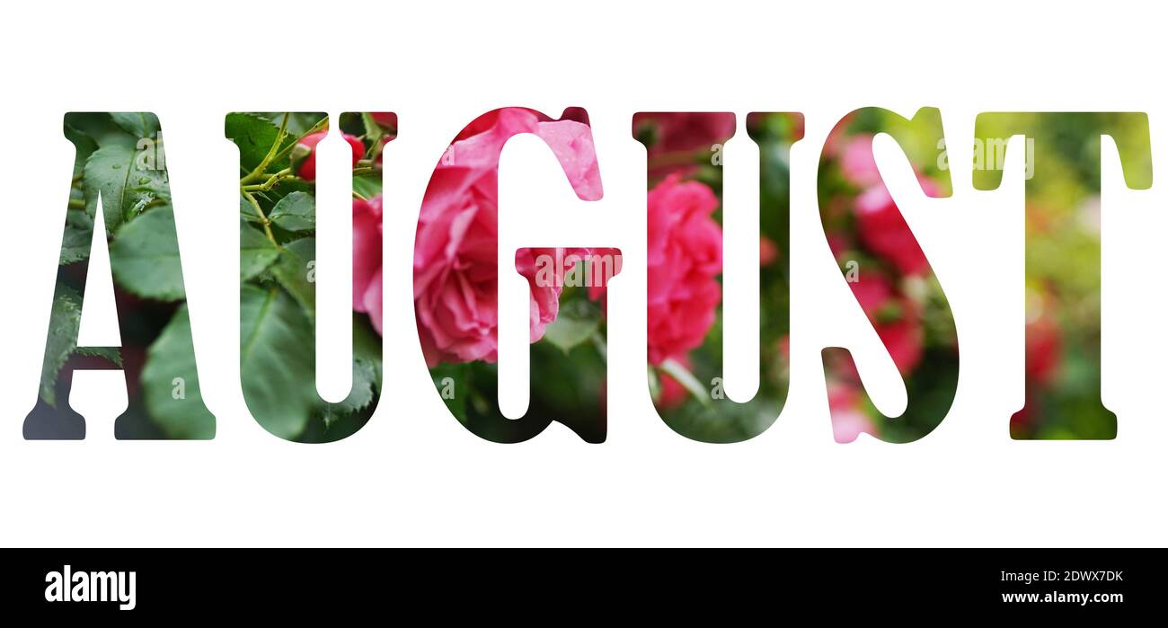 Text August on white background over pink rose flowers with green ...