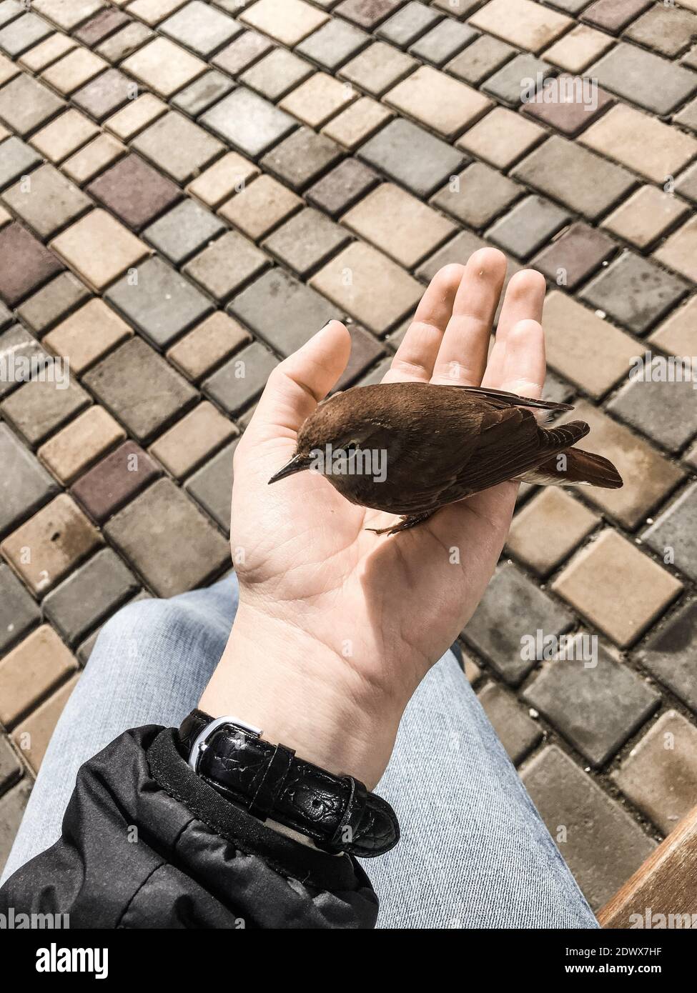 Person holding sparrow hi-res stock photography and images - Alamy