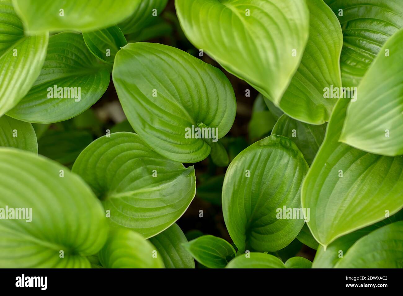 Background with leaves of hosts. Beautiful green natural texture Stock ...