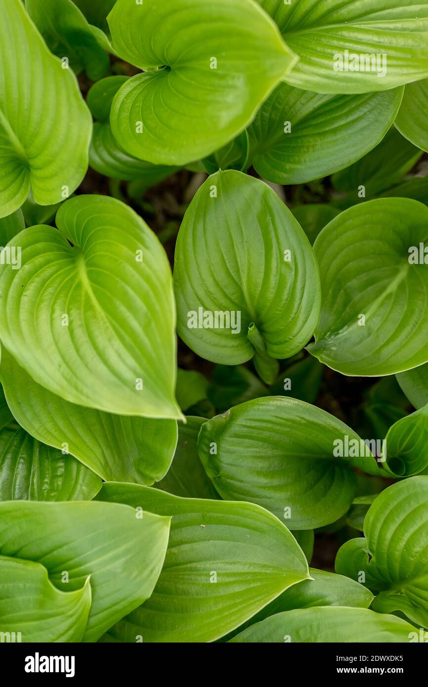 Background with leaves of hosts. Beautiful green natural texture Stock ...