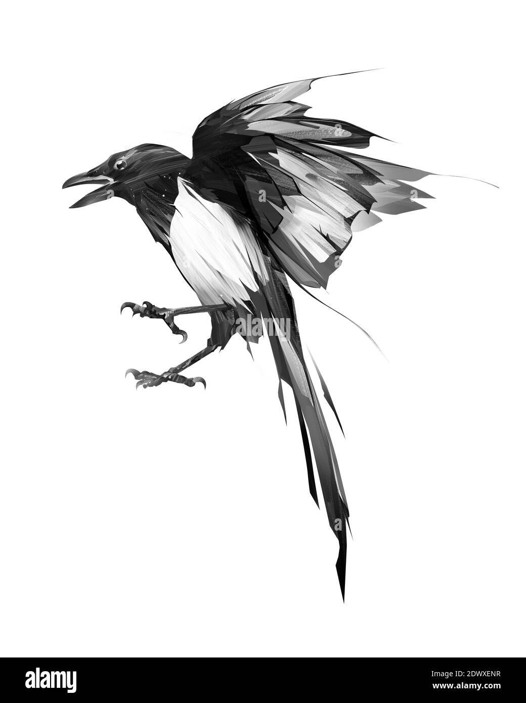 Drawing style illustration crow bird hi-res stock photography and ...