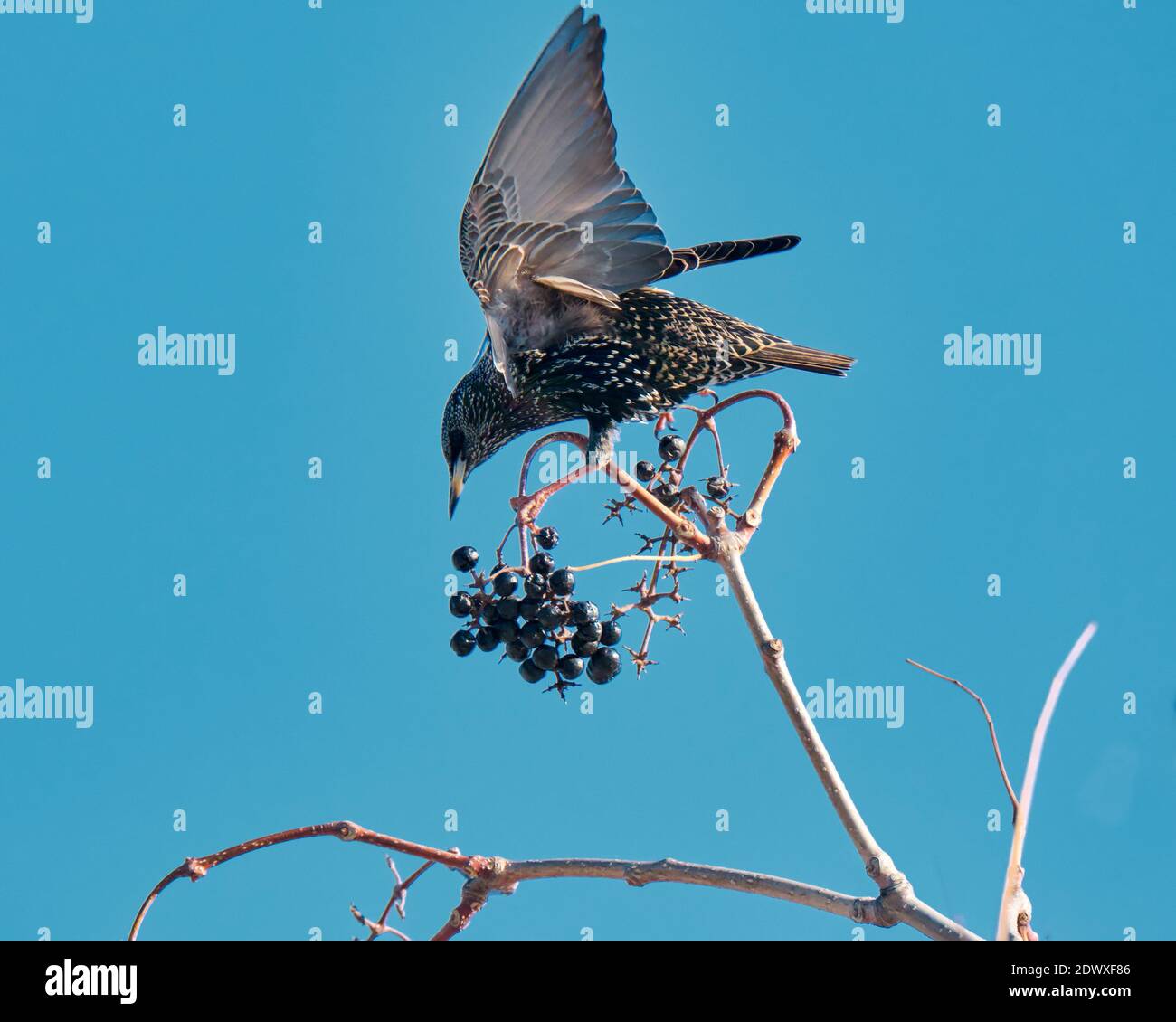 A Starling feeding on a branch of an Amur Cork tree, with open wings to ...
