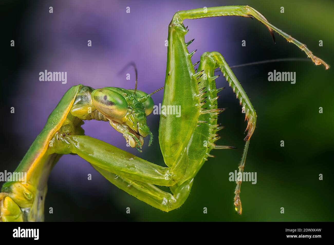 Kungfu mantis hi-res stock photography and images - Alamy