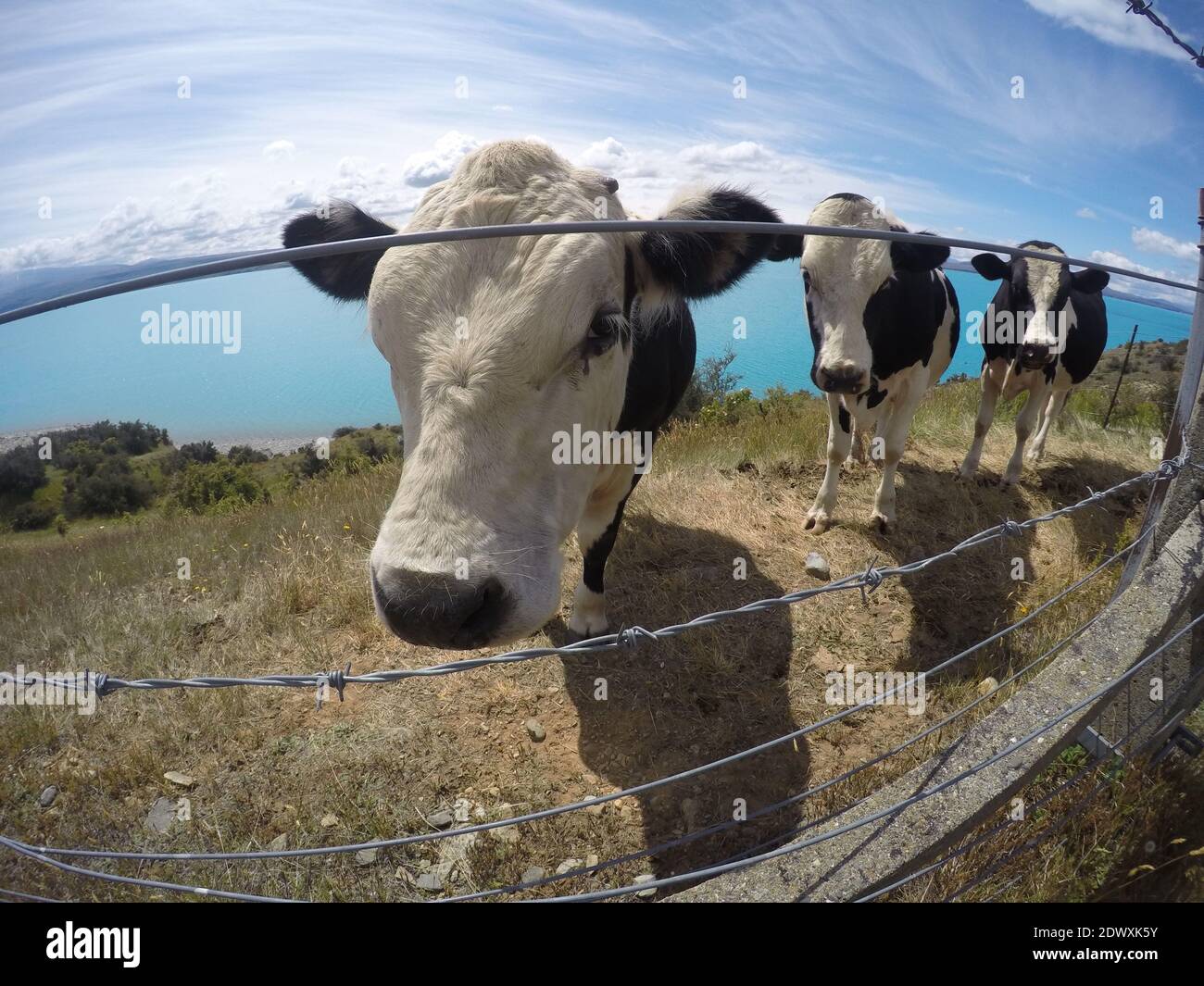 Fisheye lens cow hi-res stock photography and images - Alamy