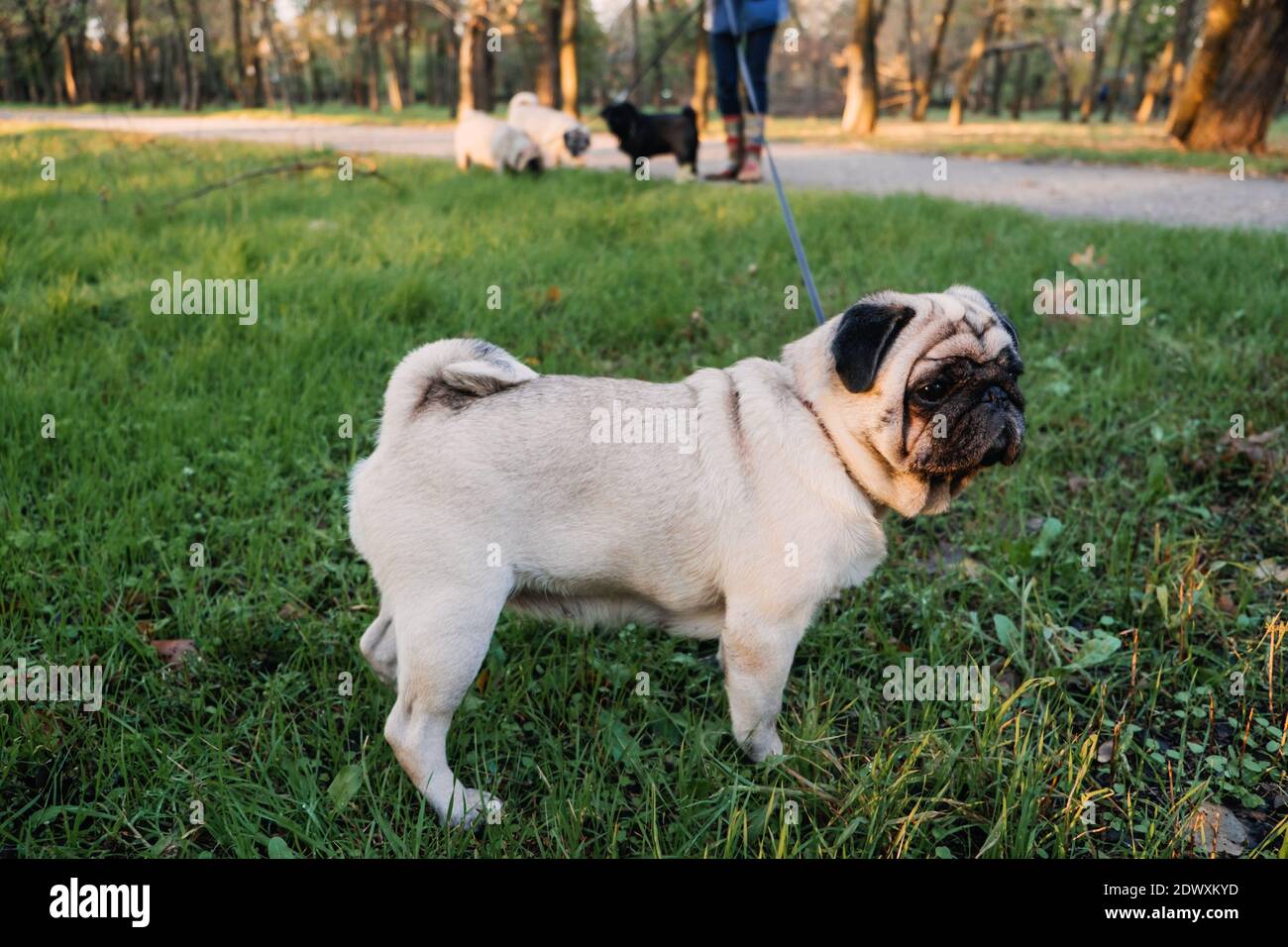 Dog walking with many pugs. Professional dog walker walking dogs in ...