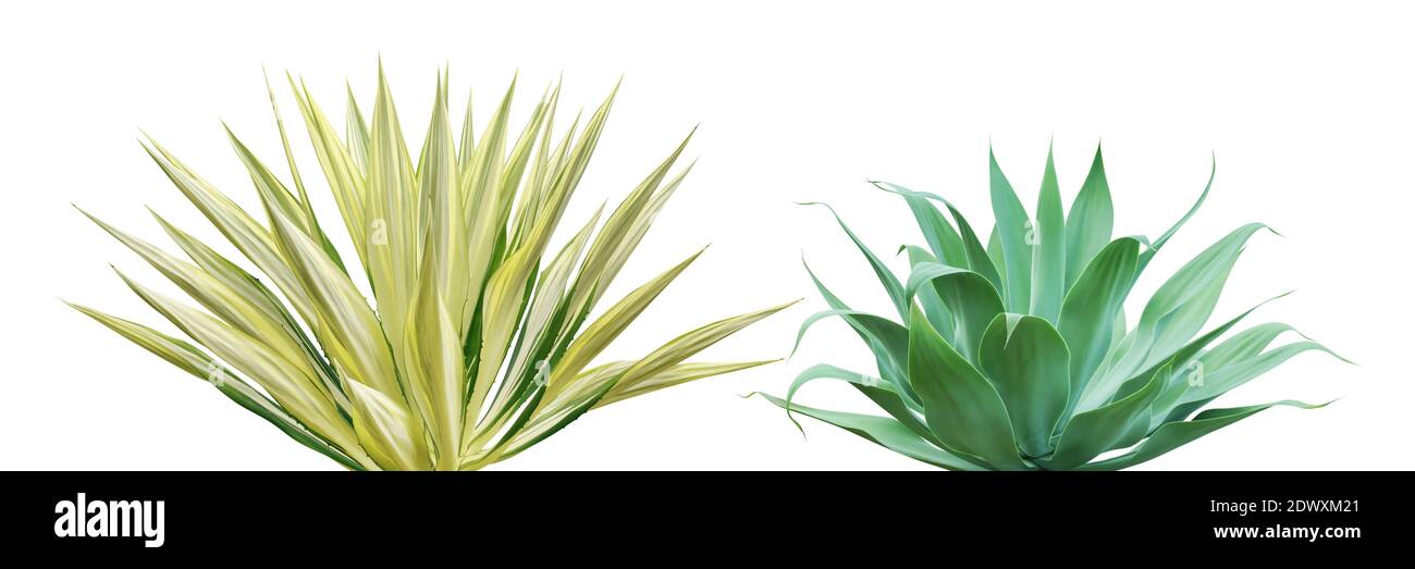 Agave Plants Isolated on White Background Stock Photo - Alamy