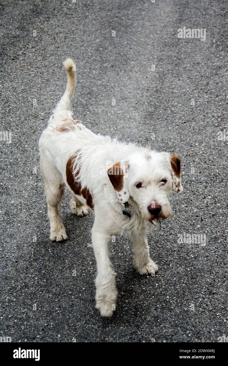 Golden retriever puppy high angle hi-res stock photography and images ...