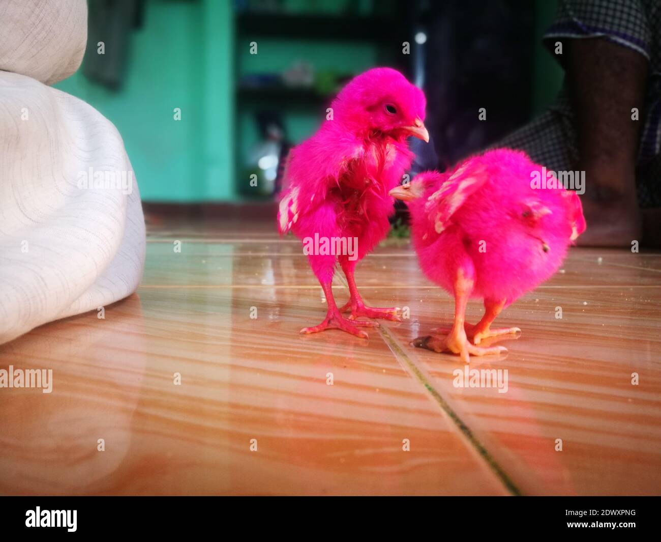 Pink baby bird hi-res stock photography and images - Alamy