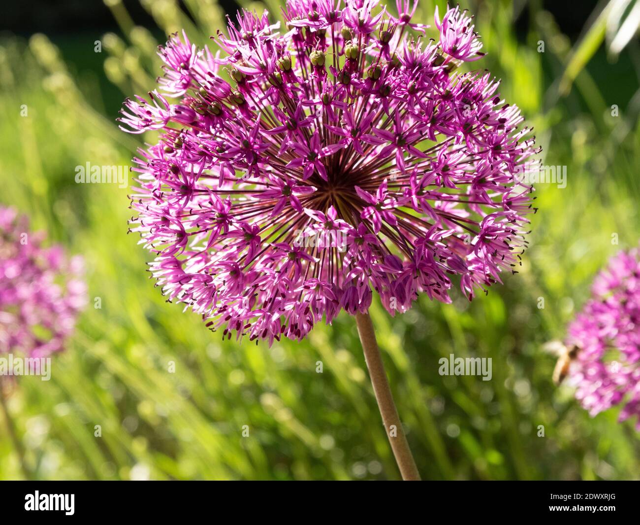 Allium up close hi-res stock photography and images - Alamy