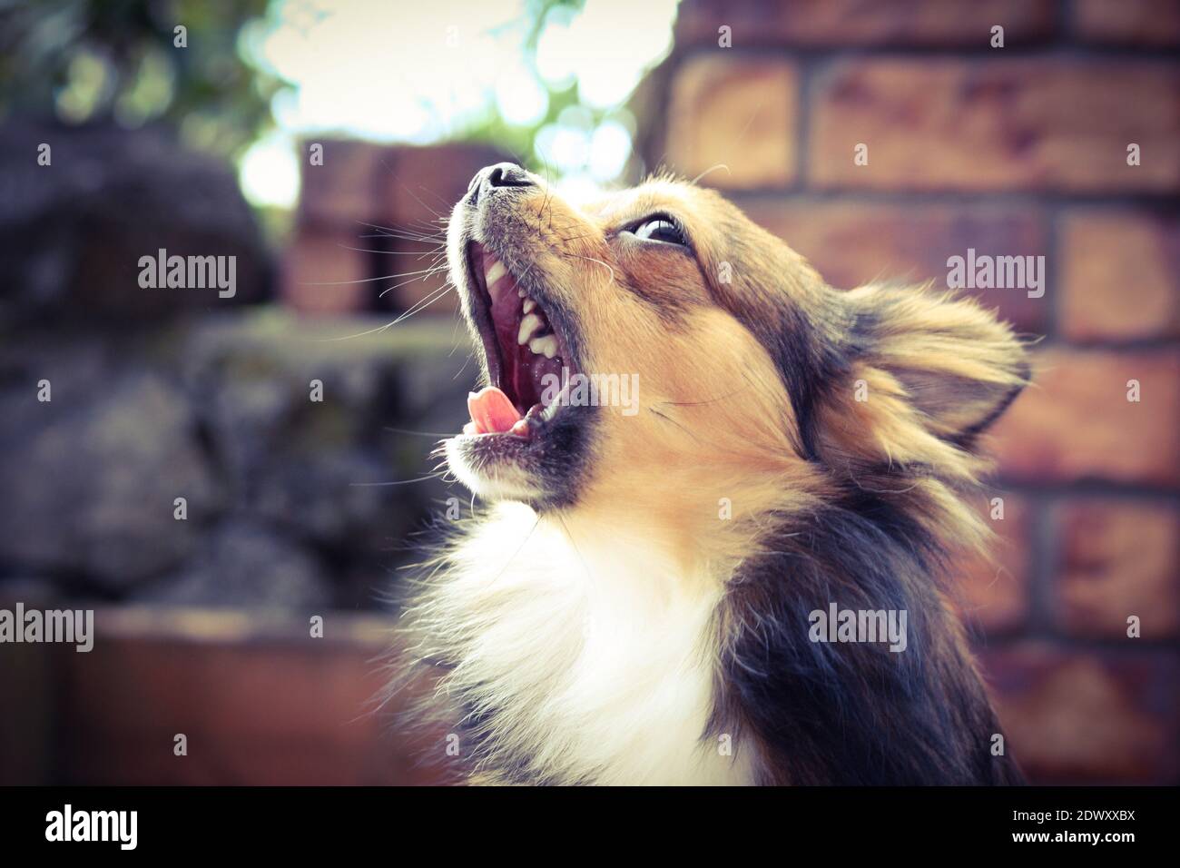 Diesel dog hi-res stock photography and images - Alamy