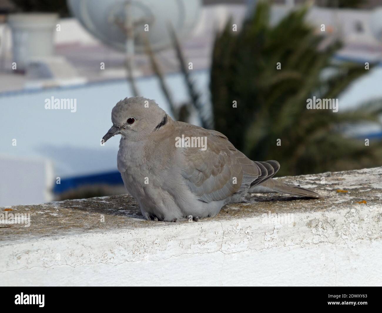 Sparrow dove hi-res stock photography and images - Alamy