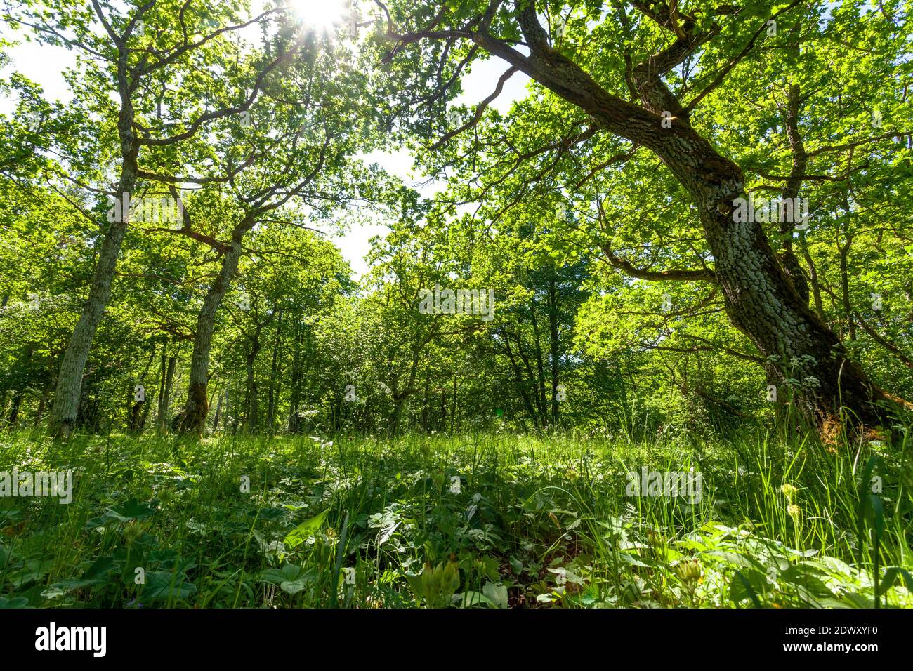 Lush green forest meadow in hi-res stock photography and images - Alamy