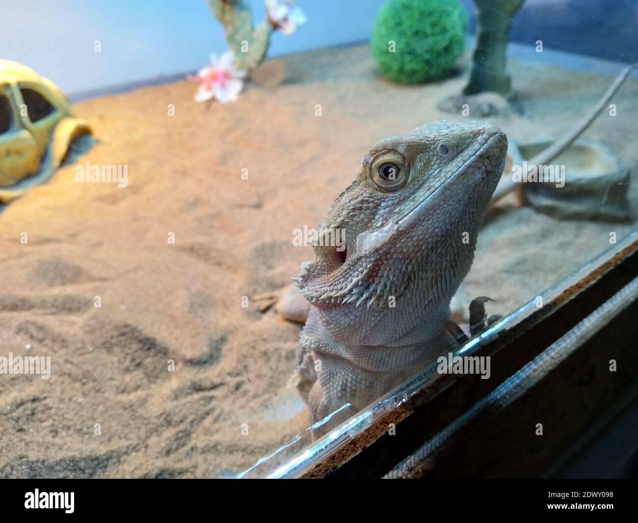 Bearded water dragon hi-res stock photography and images - Alamy
